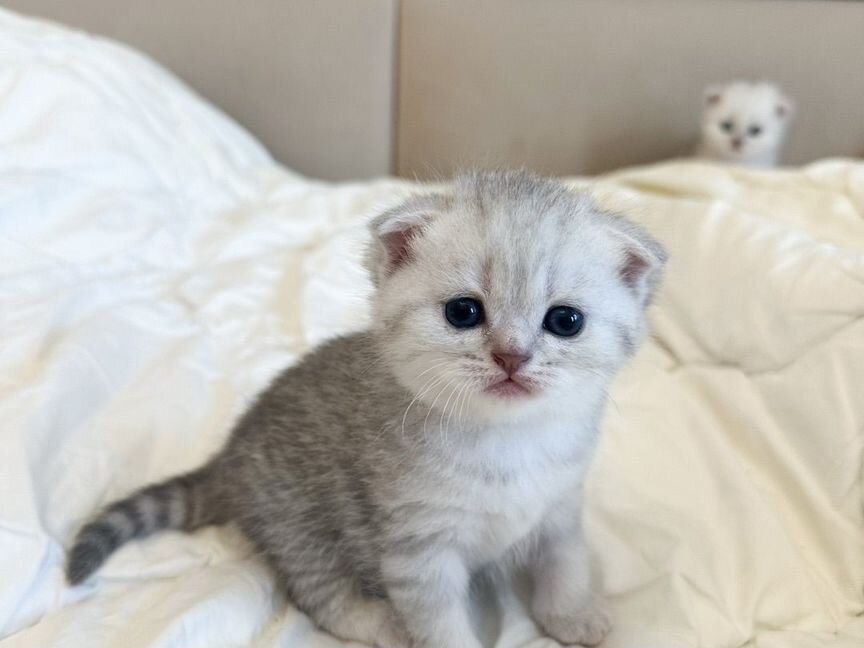 Красивые котята
