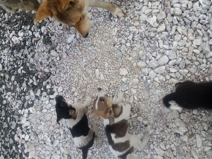 Щенки среднего размера. Искитим