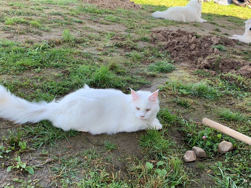 Котик мейн-кун белый из питомника