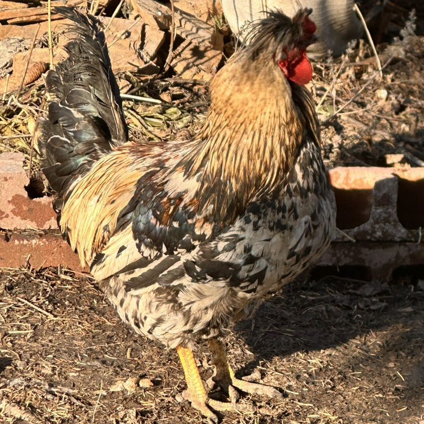 Молодые петухи