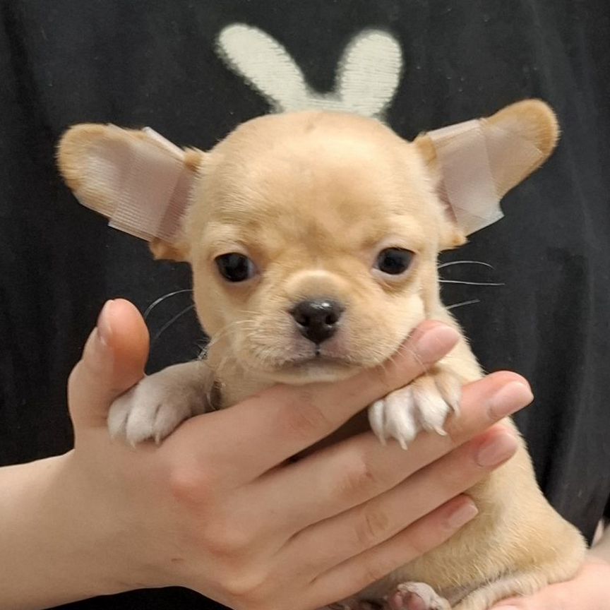 Шкет Чихуахуа