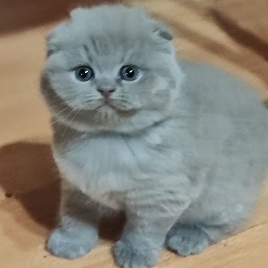 Шотландский вислоухий короткошёрстный котёнок