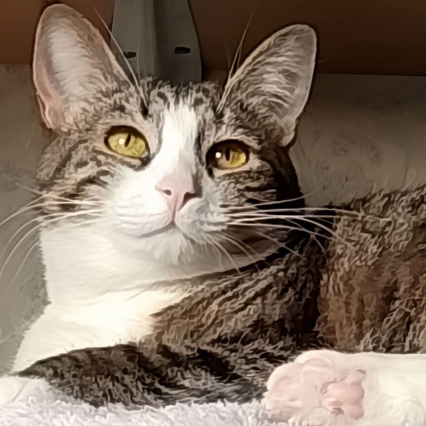 Европейская короткошёрстная, взрослая кошка