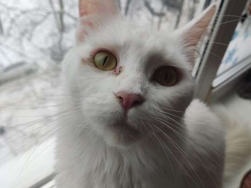 Кошка в дар бесплатно
