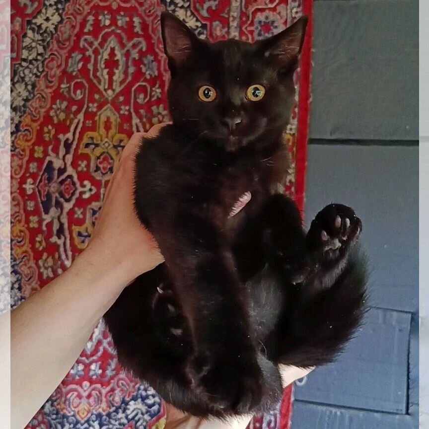Котенок Рада