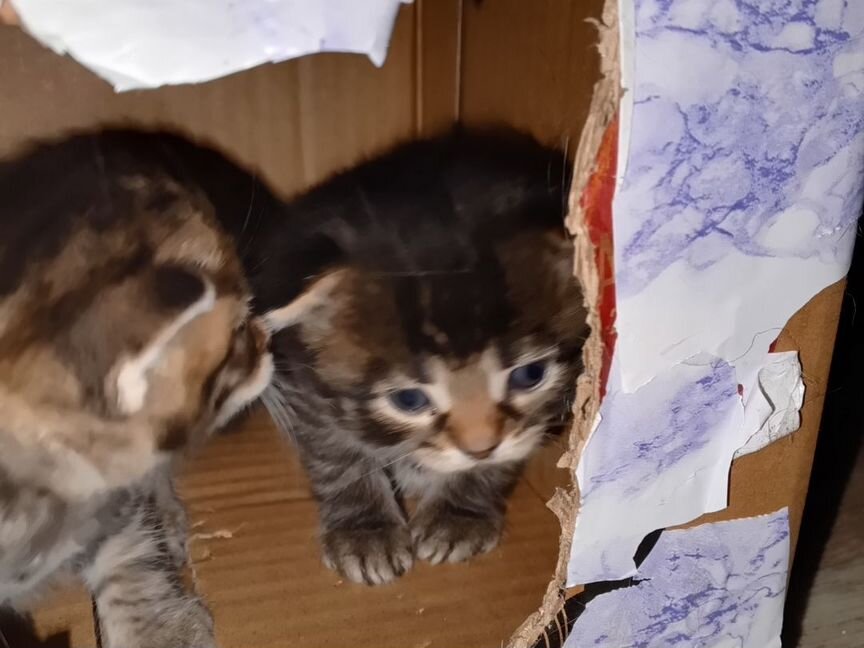 Сибирские котята