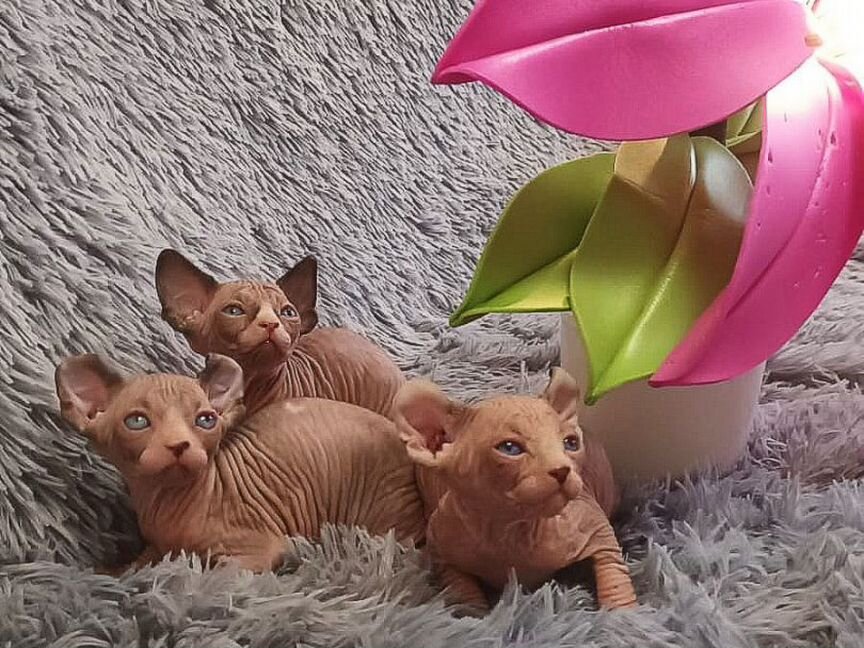 Канадский сфинкс эльф котенок