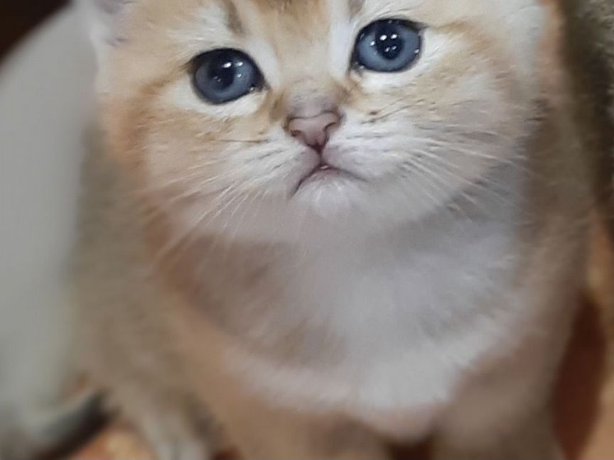 Британские котята золотая шиншилла