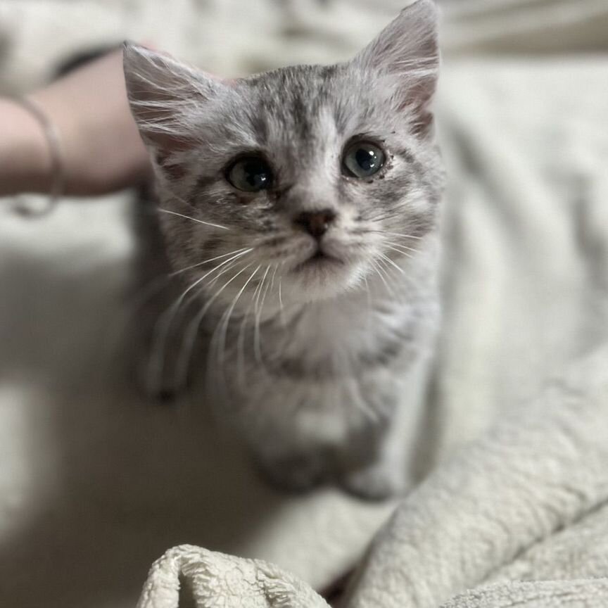 Сиамский котёнок