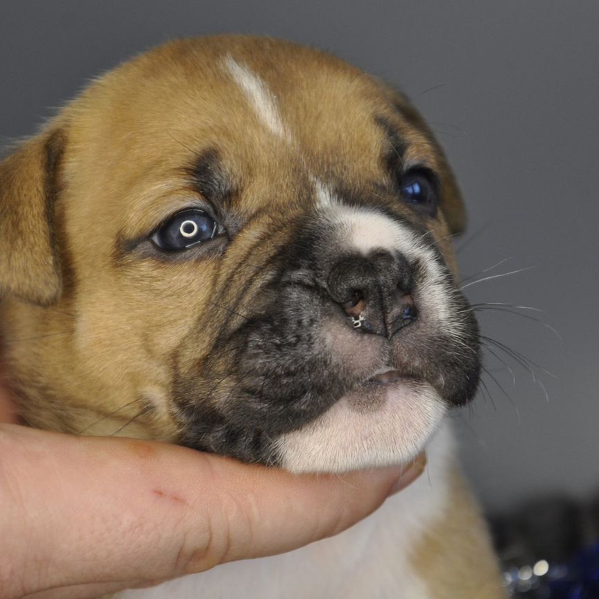 Американский булли, щенок