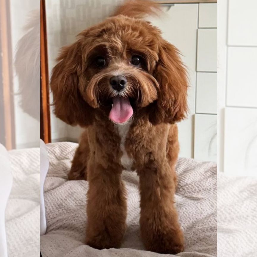 Кавапу, щенок