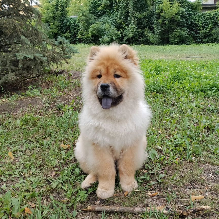 Щенок мини чау-чау