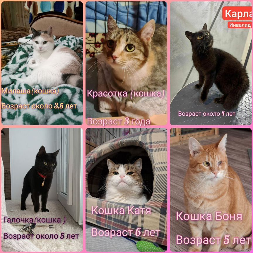 Отдаём котиков в добрые руки