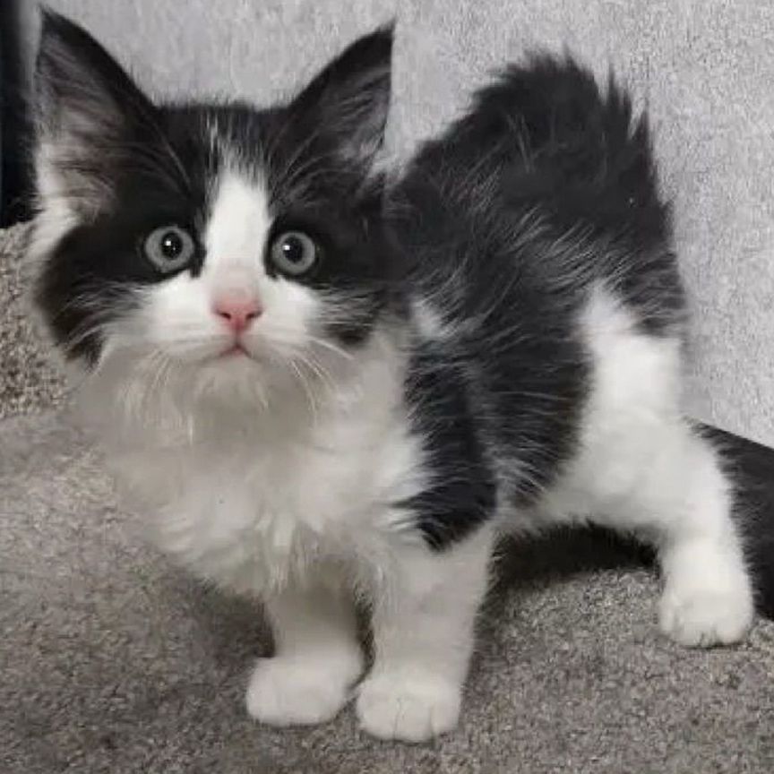 Котёнок в добрые руки
