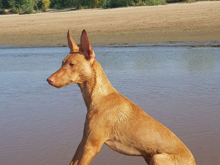 Чирнеко дель этна