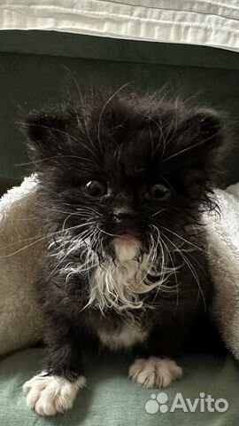Котик мальчик, пушистый, примерно 2 месяца