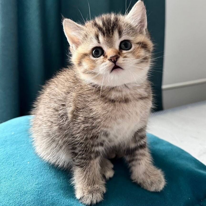 Шотландский вислоухий короткошёрстный котёнок