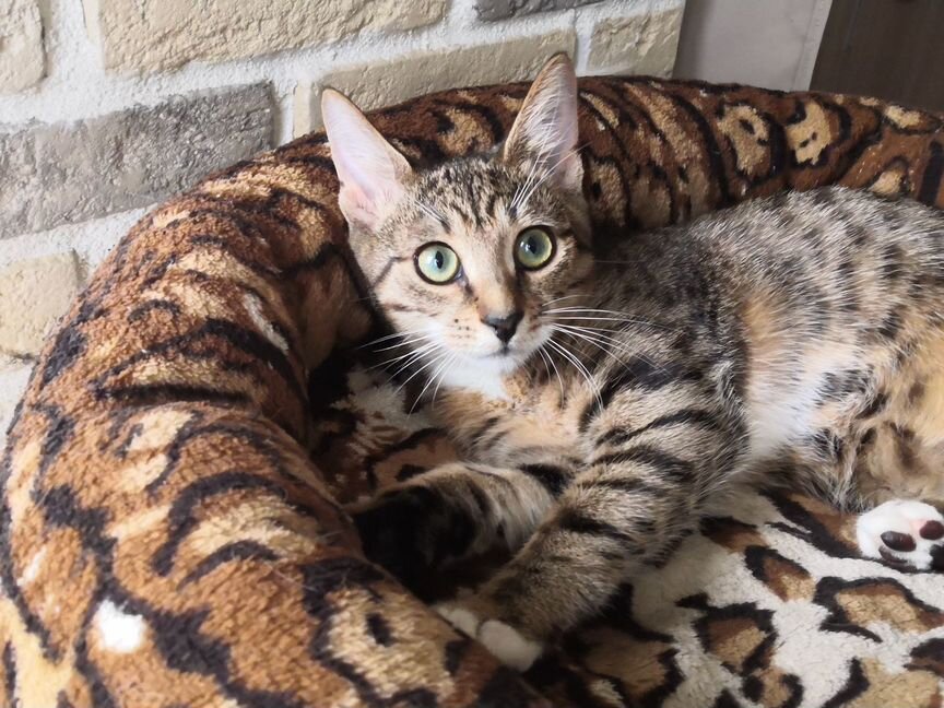 Котёнок