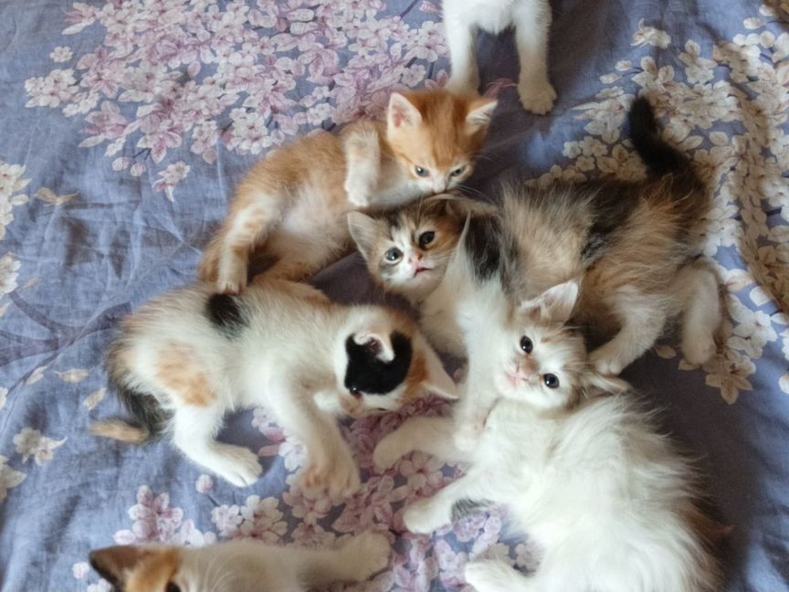 Отдам котят в добрые руки