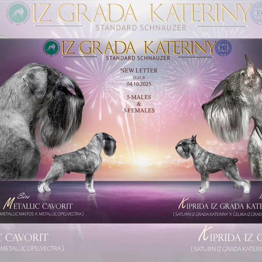 Миттельшнауцер, щенок