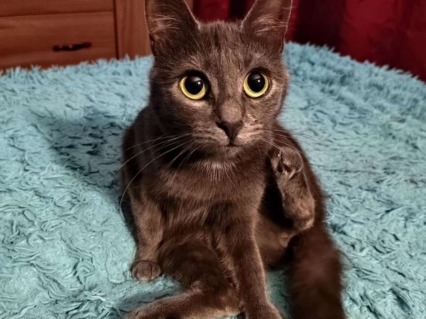 Кошка в дар