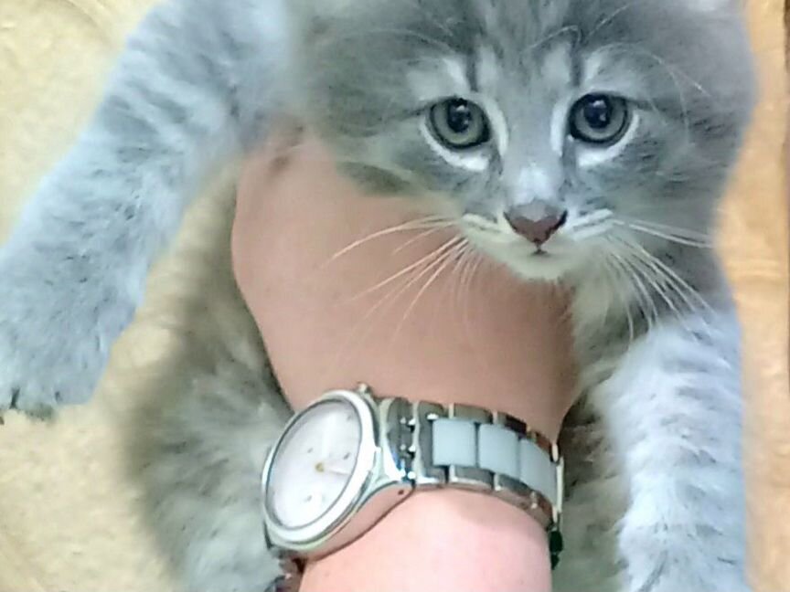 Отдам бесплатно