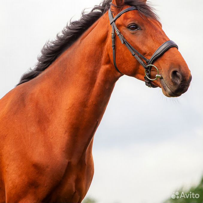 Продается конь. Кабардинская порода