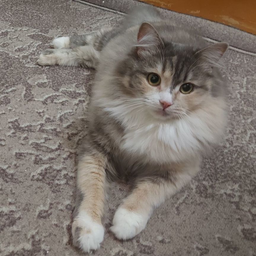 Вязка с котом