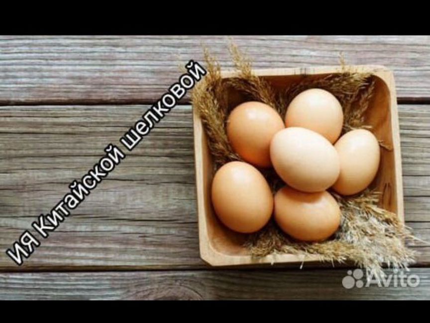 Инкубационное яйцо китайской шелковой