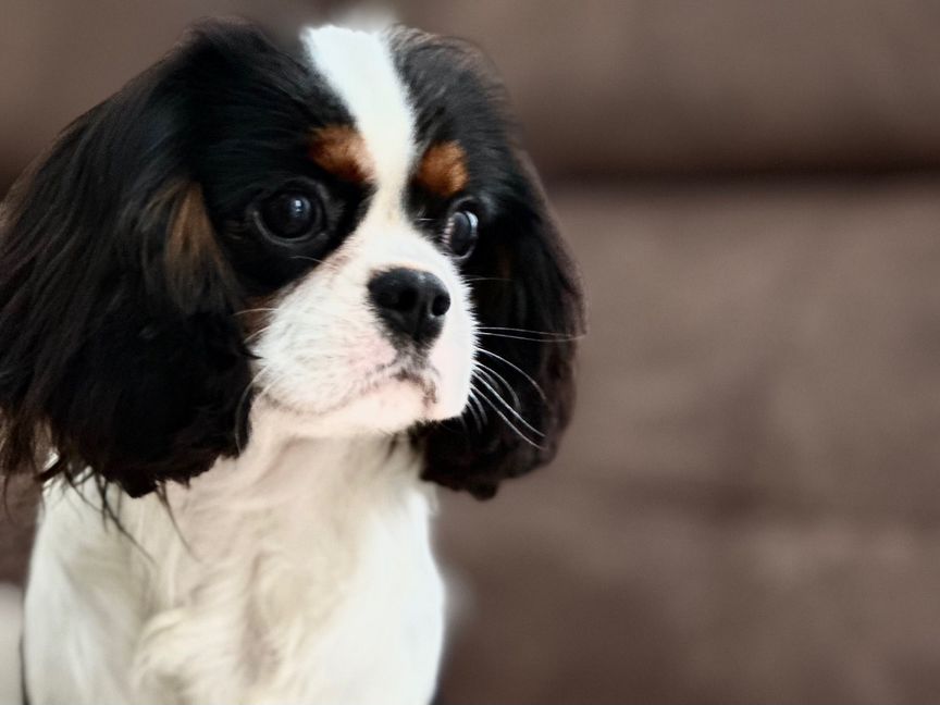 Куколка девочка красавица кавалер