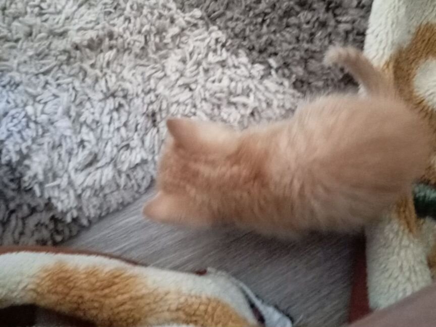 Рыжий котенок мальчик 1.5 месяца отдам