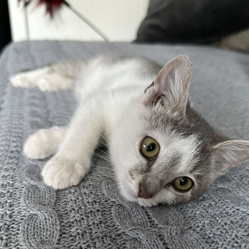Котята в добрые руки бесплатно
