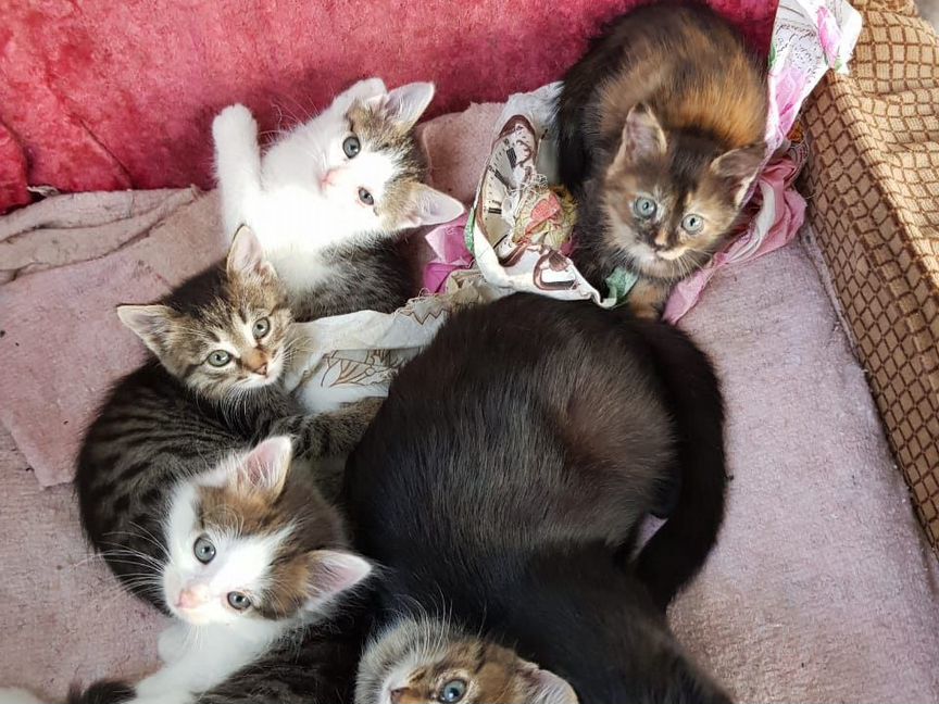 Кошка в дар бесплатно