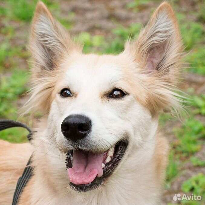 Щенок-лисенок в хорошие руки