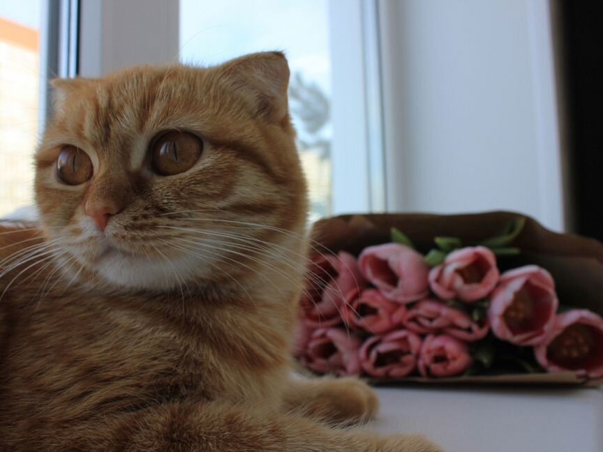 Кошка британская вислоухая