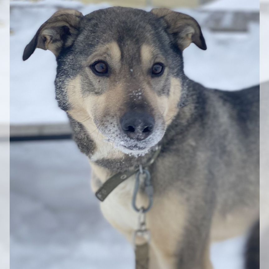 Взрослый пёс в добрые руки