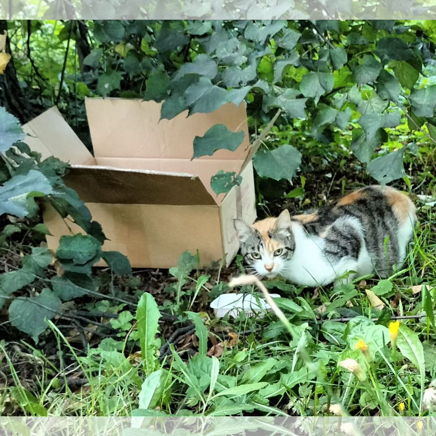 Кошка вот вот родит на улице
