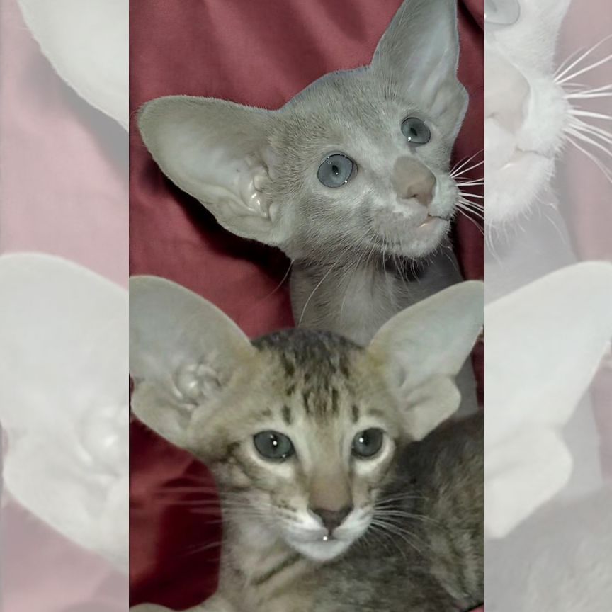 Ориентальный котёнок