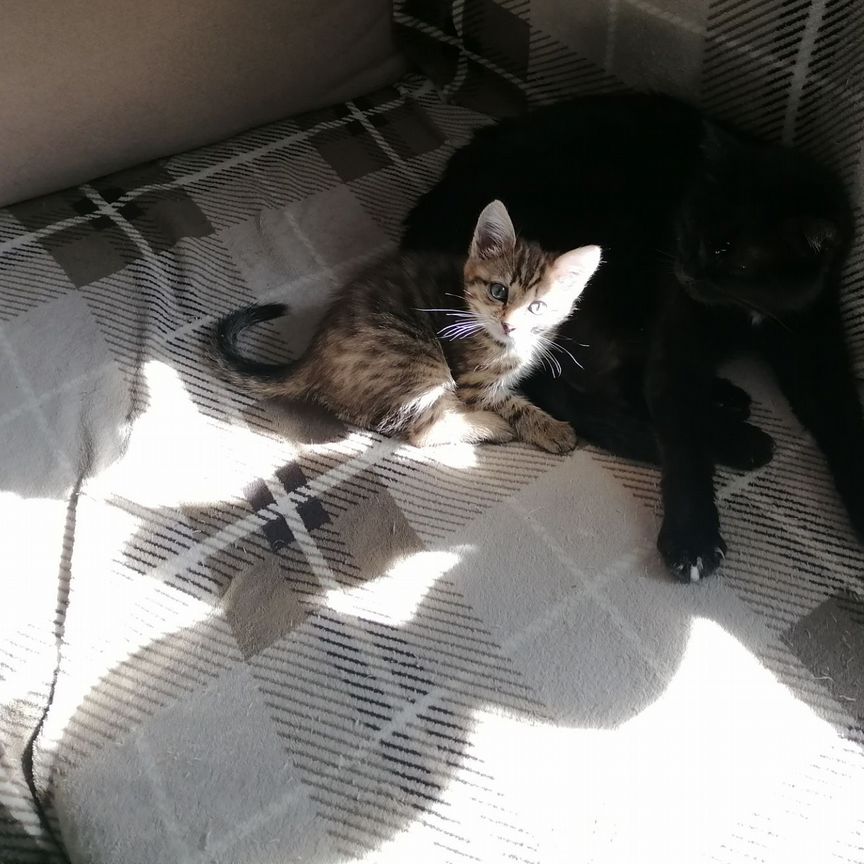 Котёнок в добрые руки