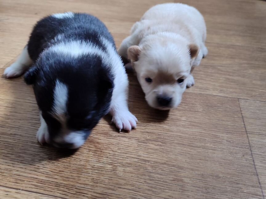 Собака маленькая порода