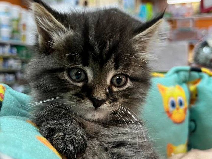 Котёнок в Заботливую семью (1,5-2мес.)