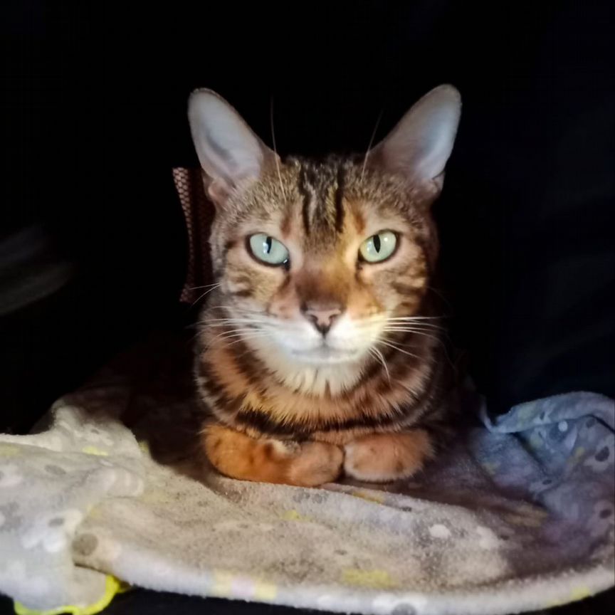 Бенгальская кошка