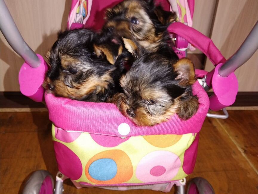 Йоркширский терьер щенки