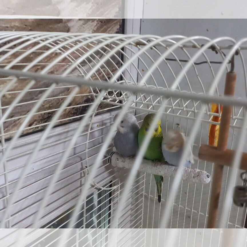 Попугай хагоромо