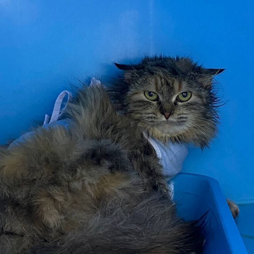 Касатка выпуск на улицу. Семья,заметьте. Приютите