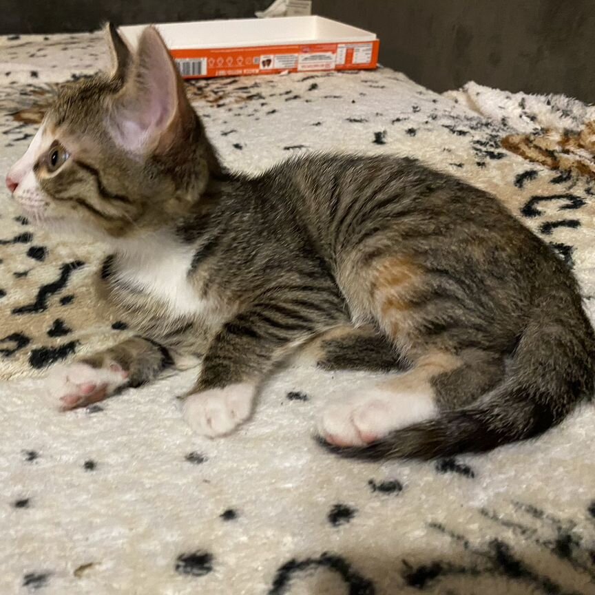 Кошечка от мамы бенгалочки