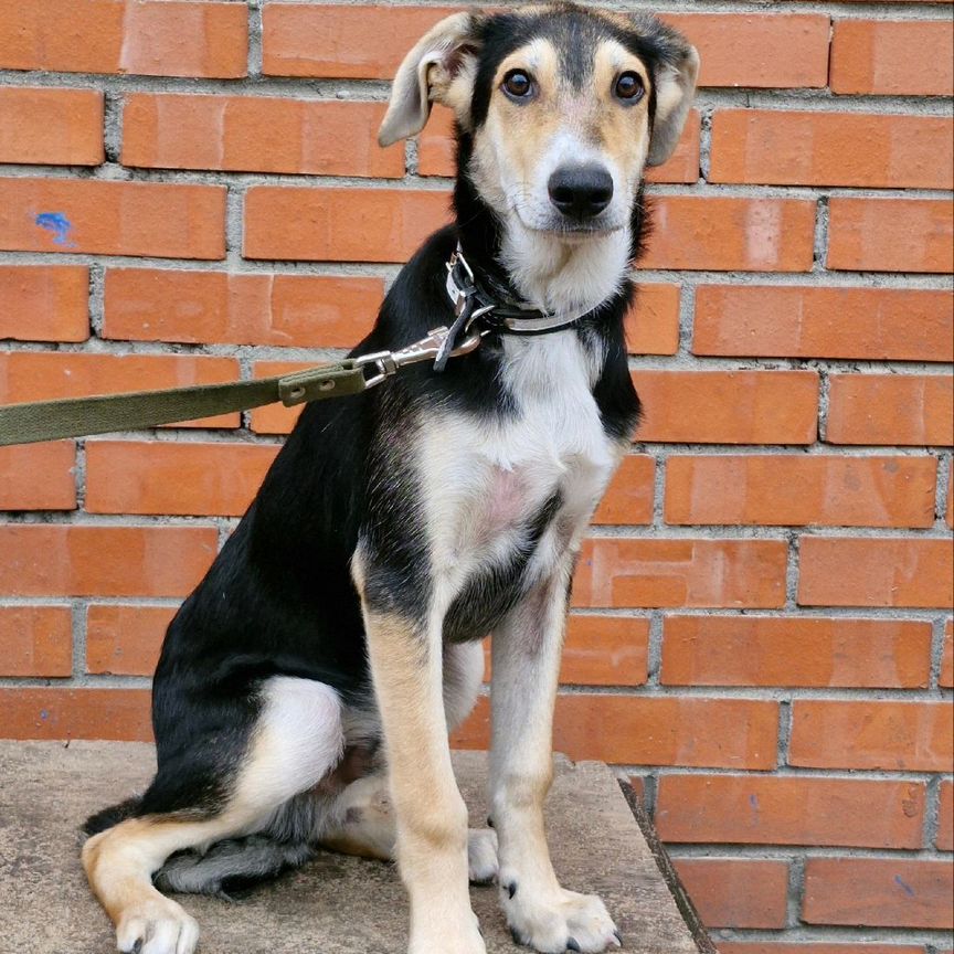 Молодой щенок