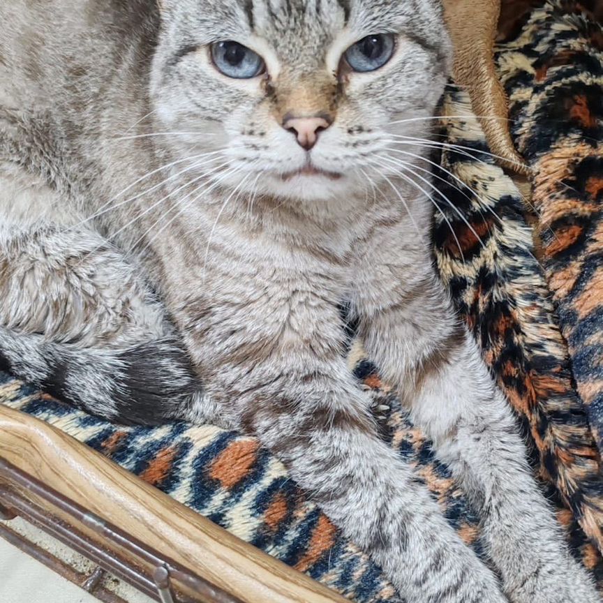 Кошечка стерилизованная