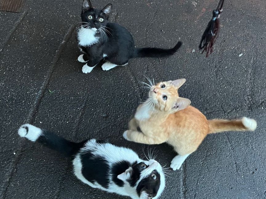 Котята пропадают на улице