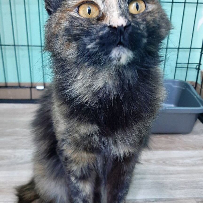 Кошечка Сима, в добрые руки